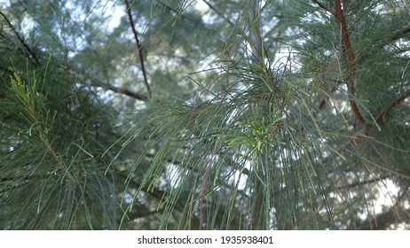 1,104 Casuarina pine tree Images, Stock Photos & Vectors | Shutterstock