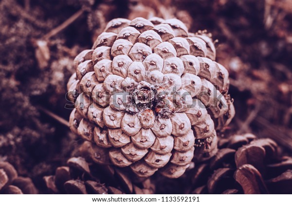 Pine Cone Closeup Fractal Patterns Nature Stock Photo (Edit Now) 1133592191