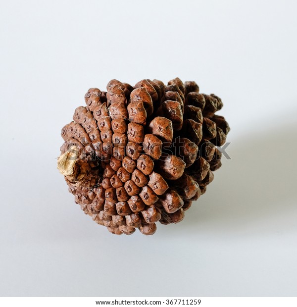 Pine Cone Top View Blooming Isolated Stock Photo 367711259 | Shutterstock