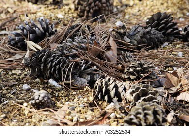 185 Life cycle pine cone Images, Stock Photos & Vectors | Shutterstock