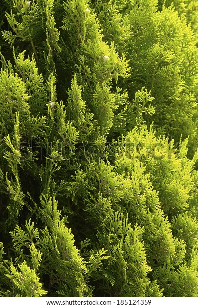 Pine Cypress Stock Photo (Edit Now) 185124359