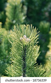 Mountain Pine Escape Bumps Pinus Mugo Stock Photo 1686811303 | Shutterstock