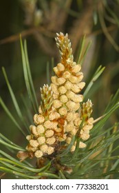 148,063 Pine tree flower Images, Stock Photos & Vectors | Shutterstock