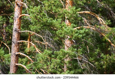 1,457 Fat pine tree Images, Stock Photos & Vectors | Shutterstock