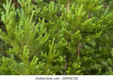 1,457 Fat pine tree Images, Stock Photos & Vectors | Shutterstock