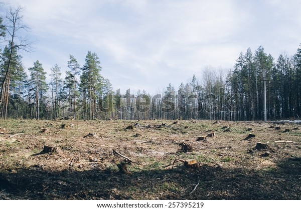 Pine Forest Being Cut Down Turning Stock Photo 257395219 | Shutterstock