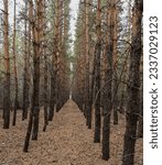 Forest Corridor with Trees image - Free stock photo - Public Domain ...
