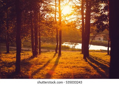 Pine Forest Evening Sunset Stock Photo 535033243 | Shutterstock