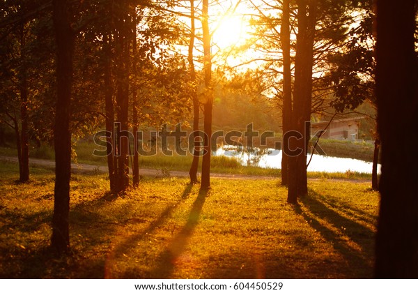 Pine Forest Evening Sunset Stock Photo 604450529 | Shutterstock