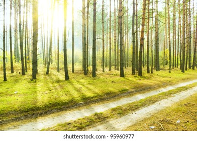 3,204 Sun coming through trees Images, Stock Photos & Vectors ...