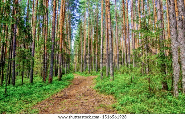 Pine Forest Trail Forest Path Way Stock Photo (Edit Now) 1516561928
