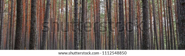 27,788 Standing Timber Images, Stock Photos & Vectors | Shutterstock