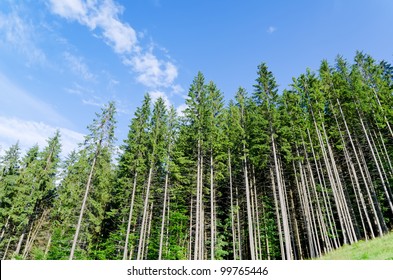 32,631 Tall blue pine trees Images, Stock Photos & Vectors | Shutterstock
