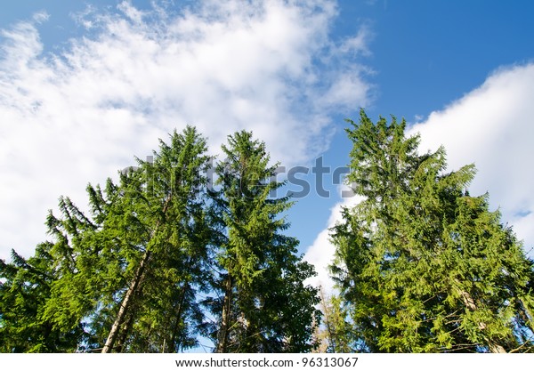 Pine Forest Under Deep Blue Sky Stock Photo 96313067 | Shutterstock
