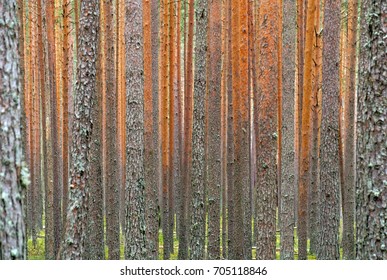 Seamless Wood Texture Background Stock Photo 473272063 | Shutterstock