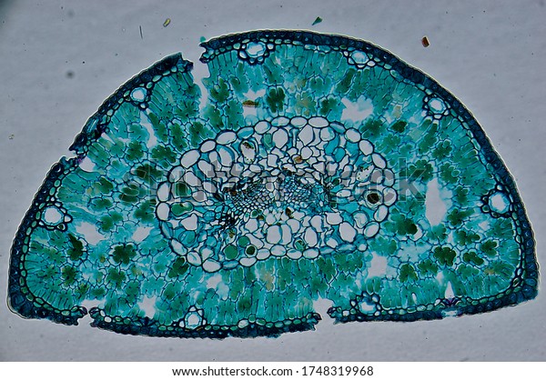 Pine Leaf Cs Under Microscope Stock Photo 1748319968 | Shutterstock