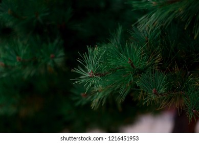 Pine Leaf Texture Wallpaper Stock Photo 1216451953 | Shutterstock