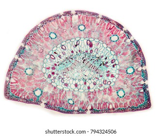 577 Cross section leaf under microscope Images, Stock Photos & Vectors ...