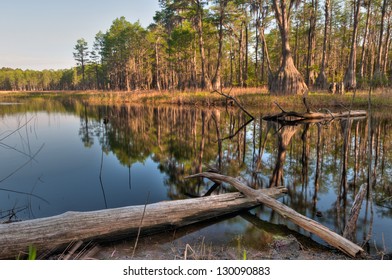 Pine Log State Forest Florida Stock Photo 130090883 | Shutterstock