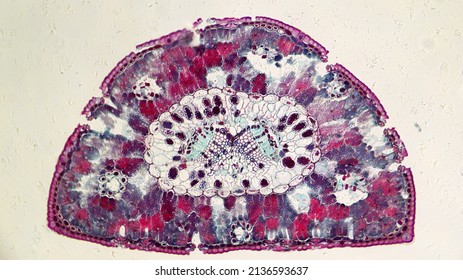 577 Cross section leaf under microscope Images, Stock Photos & Vectors ...