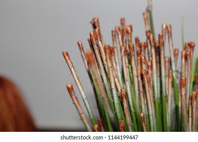 37 Pine needle sheath Images, Stock Photos & Vectors | Shutterstock