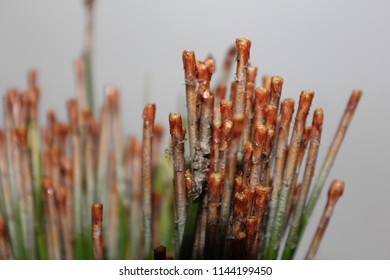 37 Pine needle sheath Images, Stock Photos & Vectors | Shutterstock