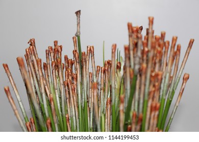 37 Pine needle sheath Images, Stock Photos & Vectors | Shutterstock
