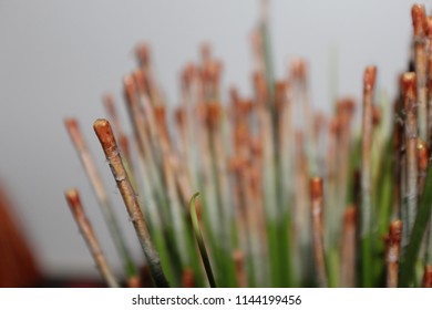 37 Pine needle sheath Images, Stock Photos & Vectors | Shutterstock