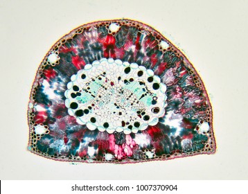 Pine Needle Under Microscope Cross Section Stock Photo 1007370904 ...