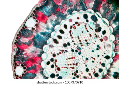 Pine Needle Under Microscope Cross Section Stock Photo 1007370910 ...