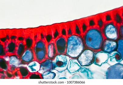 Pine Needle Under Microscope Cross Section Stock Photo 1007386066 ...
