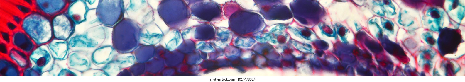 Pine Needle Under Microscope Cross Section Stock Photo (Edit Now ...
