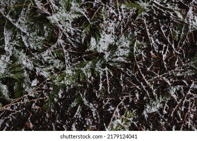 139,953 Needle snow Images, Stock Photos & Vectors | Shutterstock