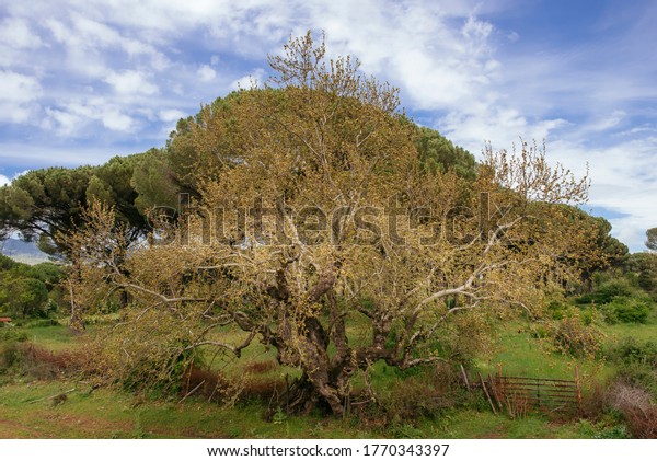 Pine Nut Tree Plane Tree Stock Photo 1770343397 | Shutterstock