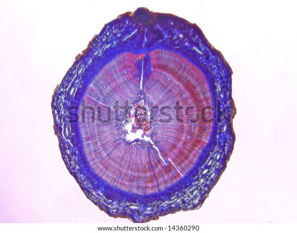 Pine Pinus Stem Cross Section Stock Photo (Edit Now) 14360290