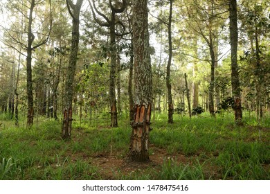 466 Conifer Sap Images, Stock Photos & Vectors | Shutterstock