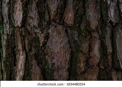 Pine Softwood Tree Texture Background Mixed Stock Photo 1834480354 ...
