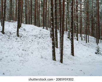 2,624 Breaking branches Images, Stock Photos & Vectors | Shutterstock