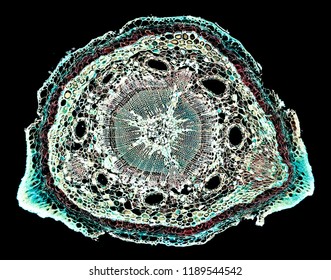 Try our API - Shutterstock