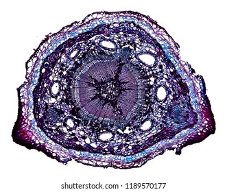 Pine Stem Cross Section Cut Under Stock Photo 1189570177 | Shutterstock