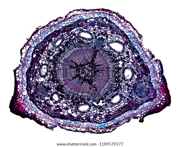 Pine Stem Cross Section Cut Under Stock Photo 1189570177 | Shutterstock