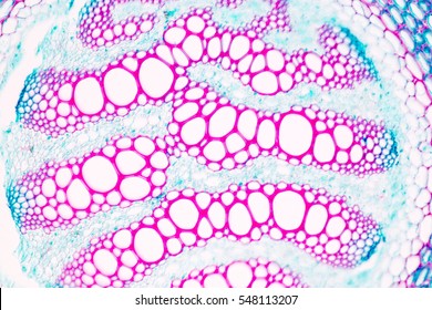Pine Stem On Slide Under Microscope Stock Photo 548113207 | Shutterstock