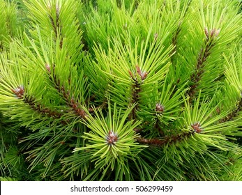 Pinus Sylvestris Watereri Scots Pine Garden Stock Photo 1857335656 ...