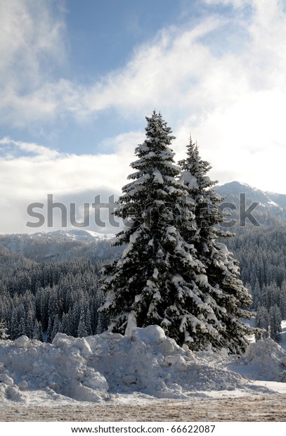 Pine Tree Alps Background Stock Photo 66622087 | Shutterstock