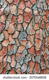 961 Scaly tree bark Images, Stock Photos & Vectors | Shutterstock