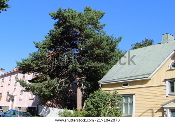 20,299 Tree Between Buildings Images, Stock Photos & Vectors | Shutterstock
