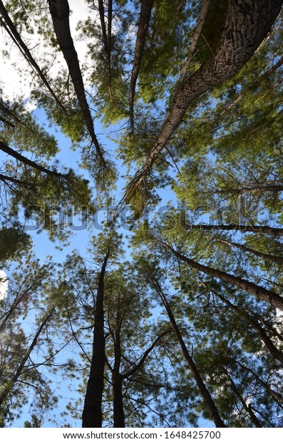 Pine Tree Blue Sky Background Pohon Stock Photo 1648425700 | Shutterstock