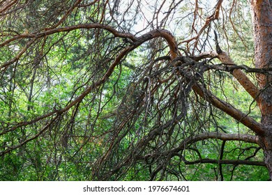 152 Sprawling crown Images, Stock Photos & Vectors | Shutterstock