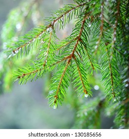 47,242 Pine tree rain Images, Stock Photos & Vectors | Shutterstock