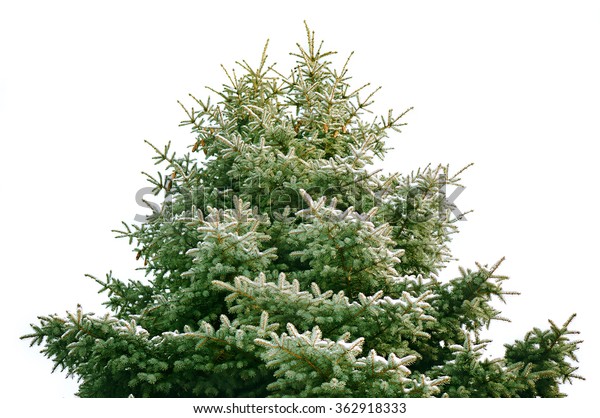Pine Tree Double Top Under Snow Stock Photo 362918333 | Shutterstock